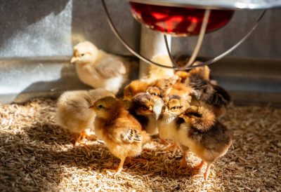 NPIP Certification: Why it Matters When Buying Chicks - Backyard Poultry